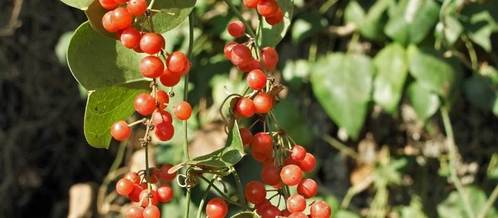 Guide des plantes de la Garrigue : Reconnaître la flore de l'Hérault