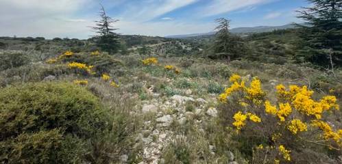 Reconnaître les plantes de la Garrigue - Parfum du Sud et de l'Herault